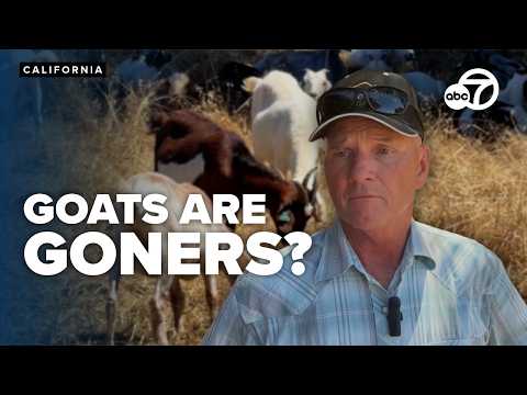 State wage laws could wipe out goats in California