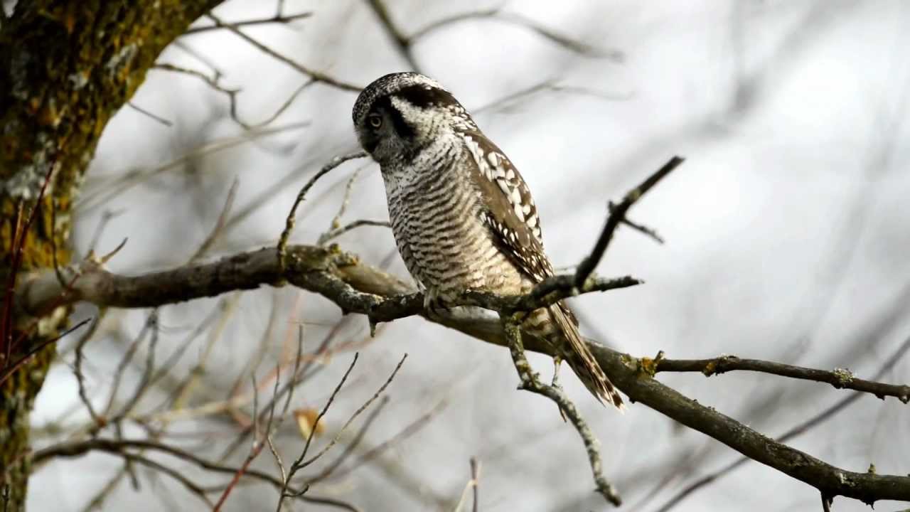 NORTHERN HAWK OWL, OTTAWA, ONTARIO - YouTube