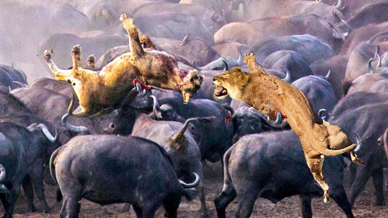 Terrified with 8 Most Dramatic Battles Of Buffalo And Lion In The ...