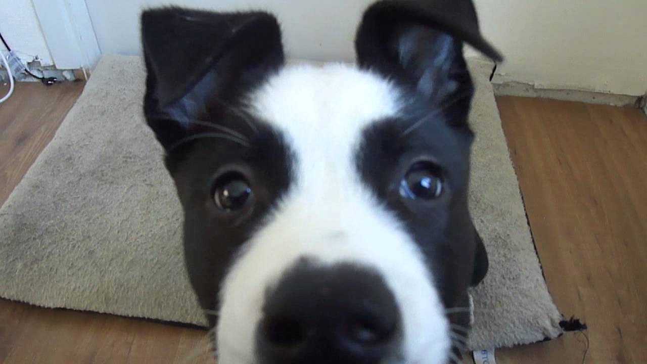 Bullkita Gijsje playing with a toy :) - YouTube