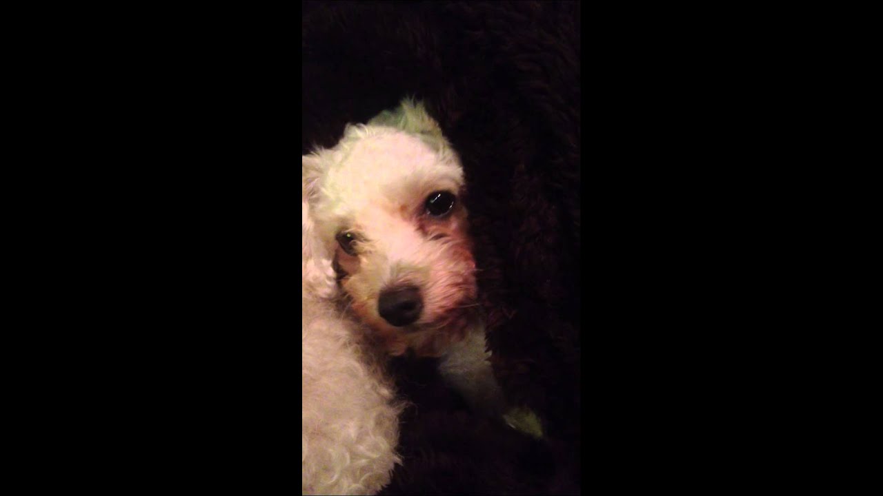 Crying talking poodle dog puppy dog bone - YouTube