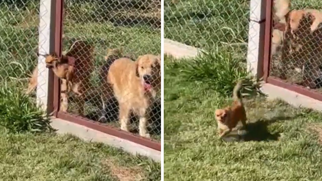 Chihuahua leaves big dogs speechless after escaping through gate # ...