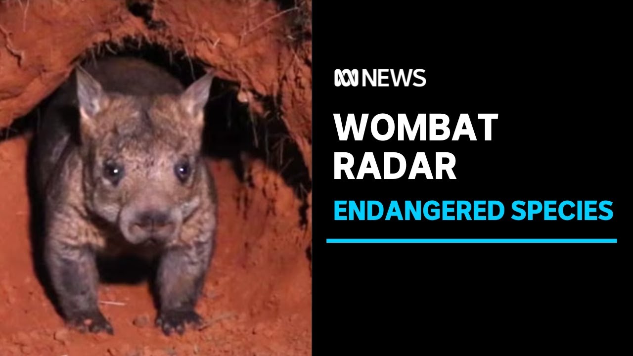 New technology used to explore critically endangered wombat burrows ...