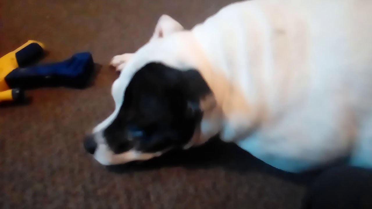 Wat is my dog doing 🐕 - YouTube