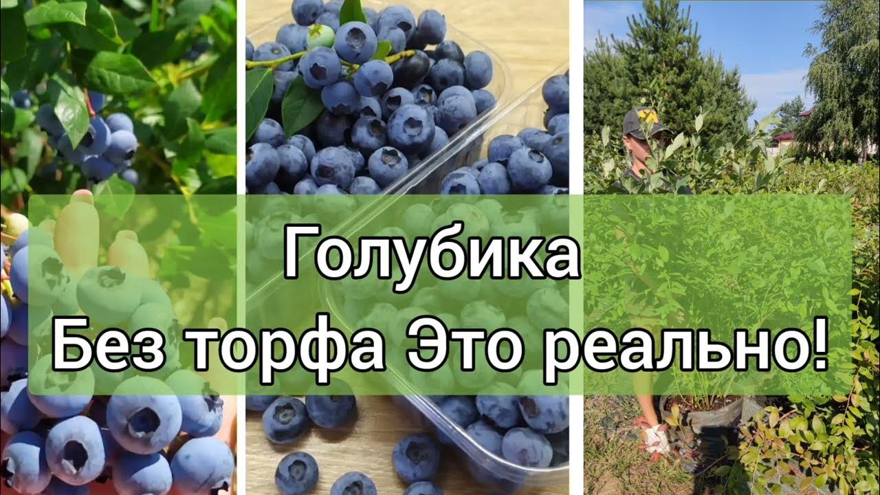 Вырастить голубику без торфа, это реально! Как выглядит голубика на ...