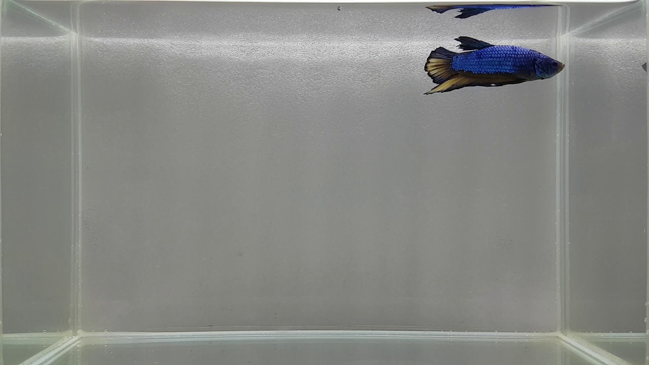 Male Betta: MY173 Blue Mustard HMPK for Breeding - YouTube