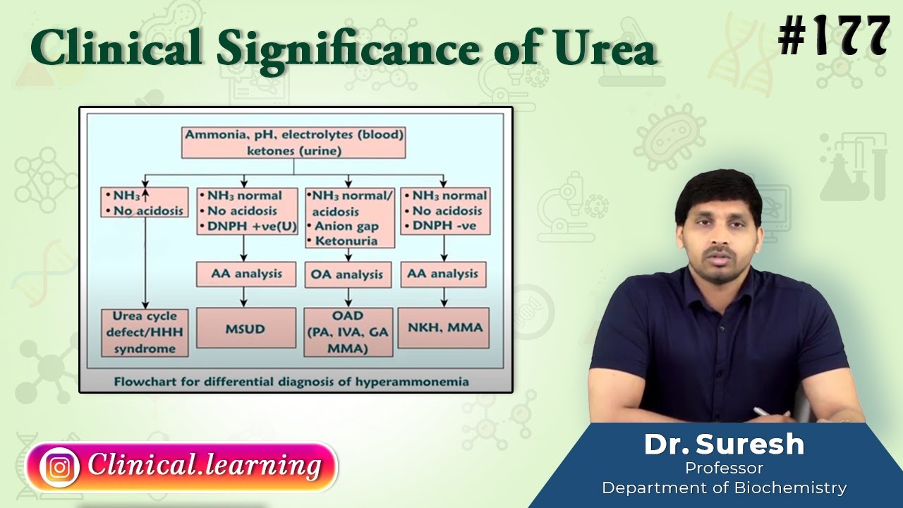 177. Clinical Significance Of Urea - YouTube