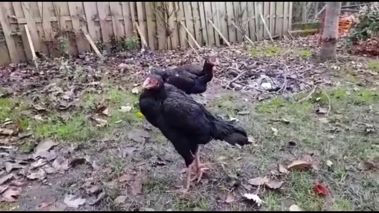 Shamo brothers black blood line - YouTube