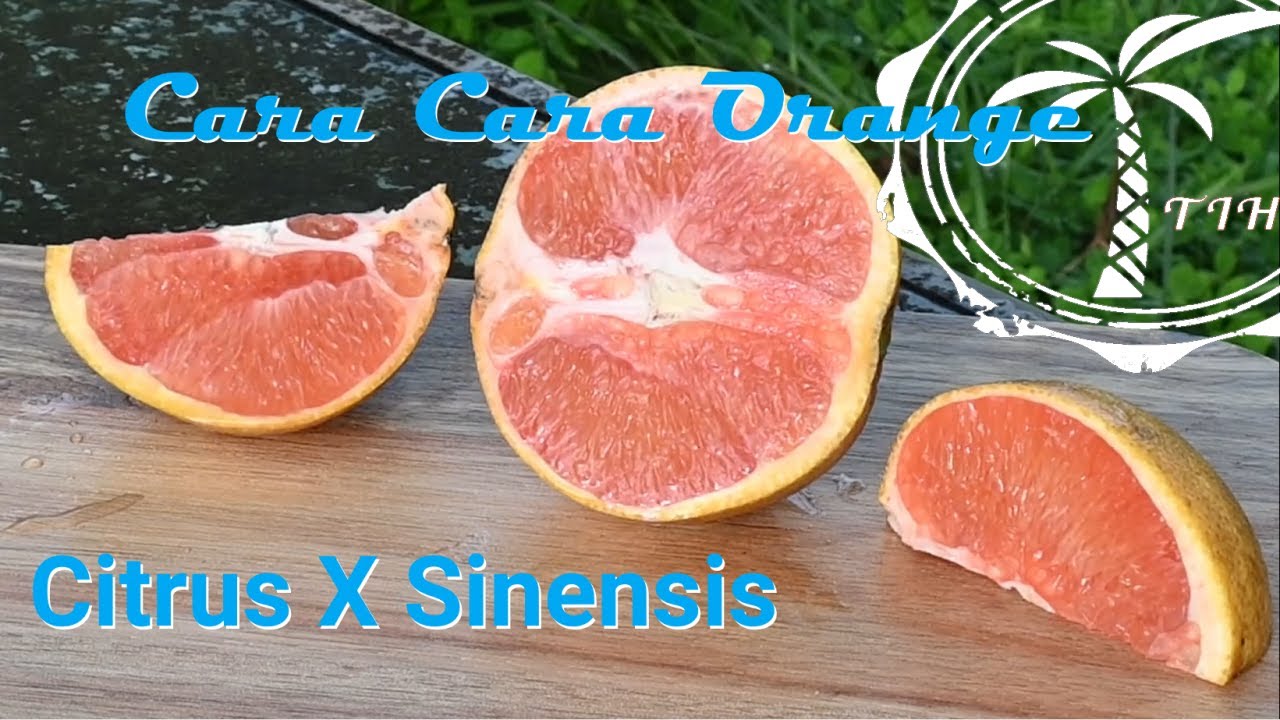The Juicy Story of Cara Cara Navel Oranges - YouTube