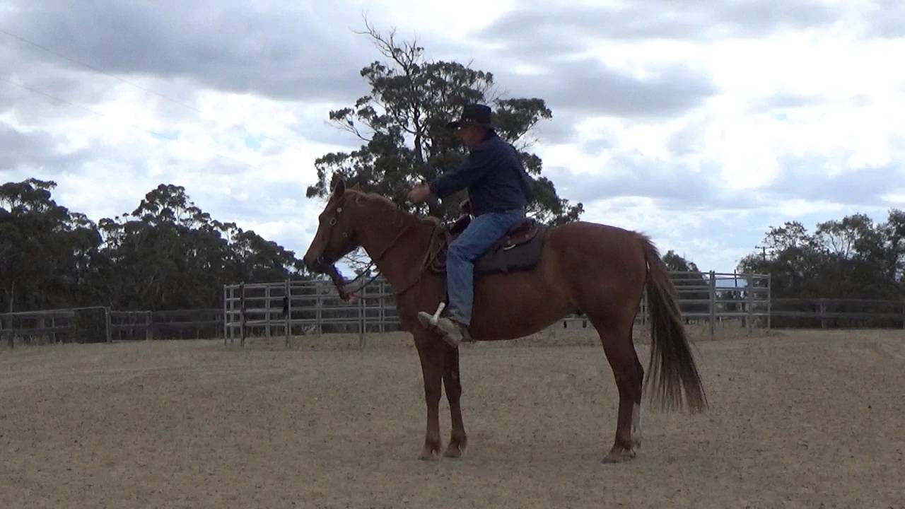 Getting Energy Without Offending Your Horse YouTube