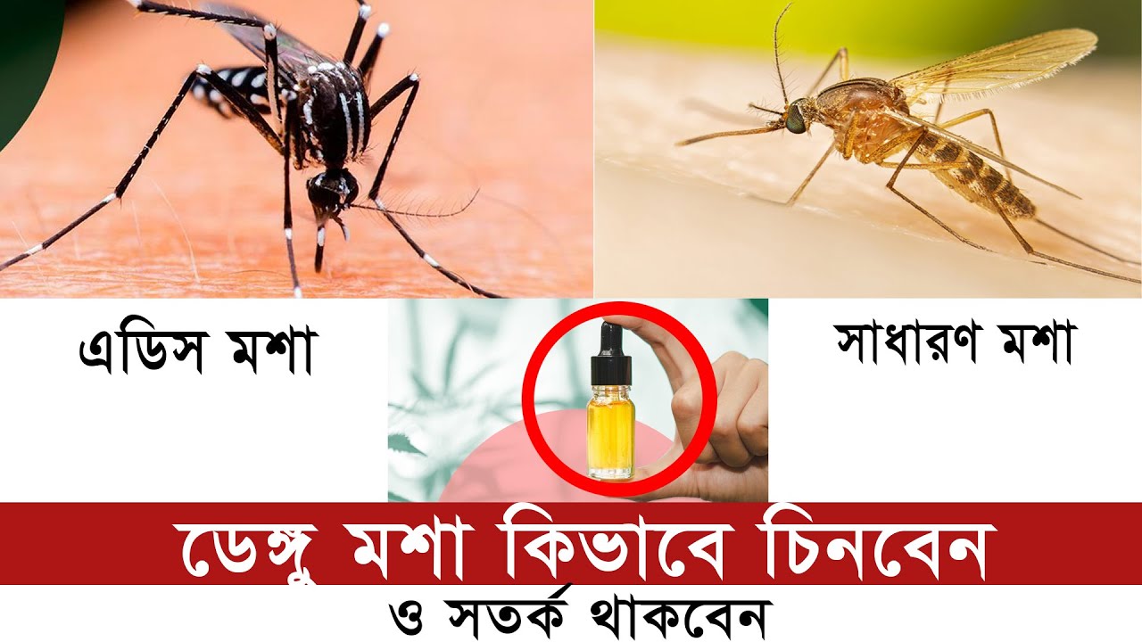 Revealed: How to Be Careful and Identify Dengue Mosquitoes I Meditalk ...