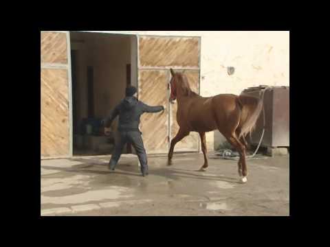 Karabakh Horse Azerbaijan Breeder Guluzadeh SULTAN and UREK