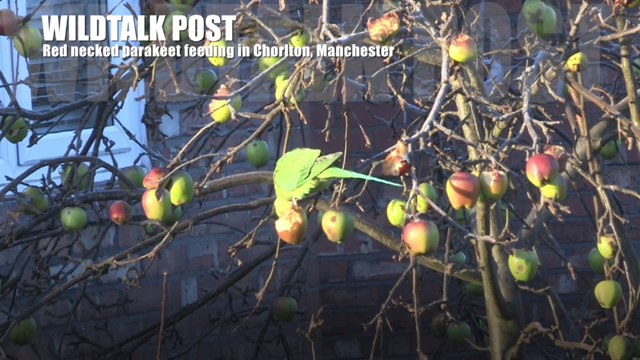 Ring necked parakeet feeding in Chorlton, Manchester - YouTube