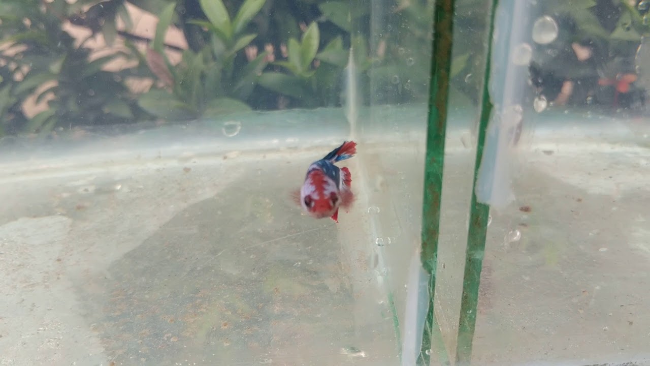 Ikan Cupang Fancy Multicolor CFM 2 Plakat IKANESIA FRESHWATER FARM ...