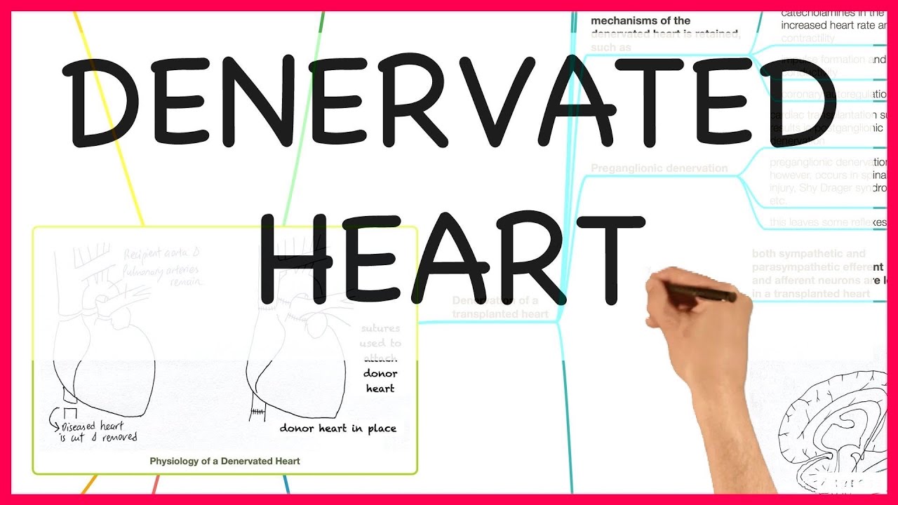 THE DENERVATED HEART -PHYSIOLOGY SERIES - YouTube