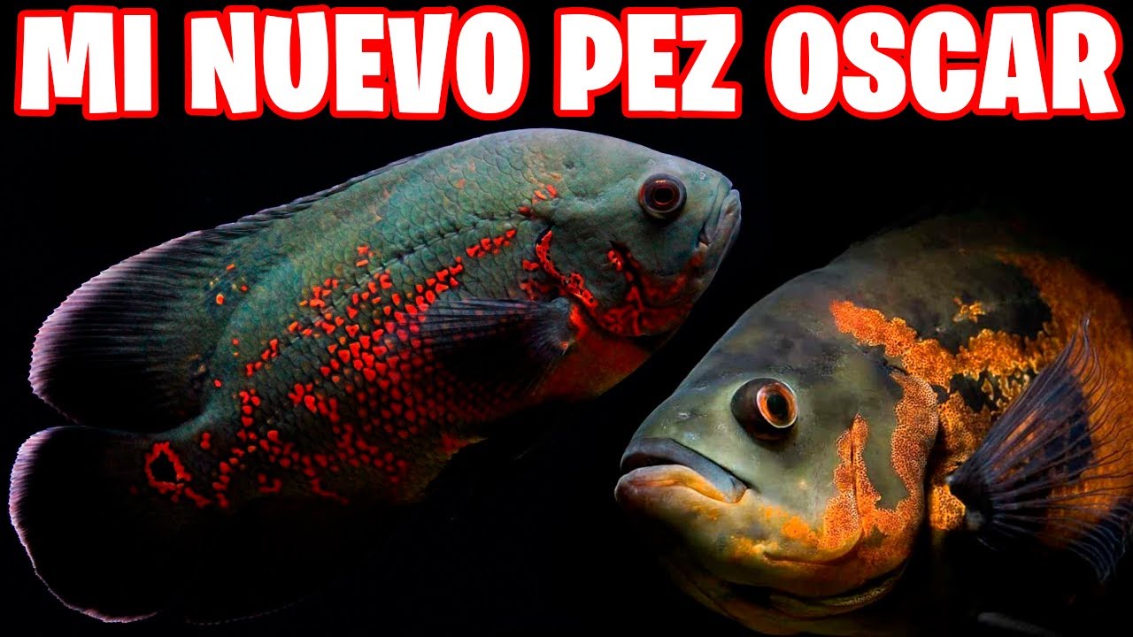 Pez Oscar Gigante El Pez Óscar: Guía Completa Sobre Su Cuidado