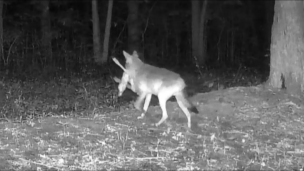 Coyote chasing and having caught a fawn, multiple trail cam sequence ...