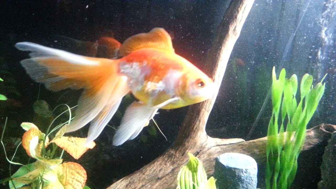 Dwarf gourami in goldfish aquarium - YouTube