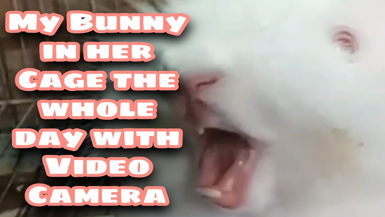 Cute Bunny with CCTV Footage in her Cage-Rabbit Farming Facts and Care ...