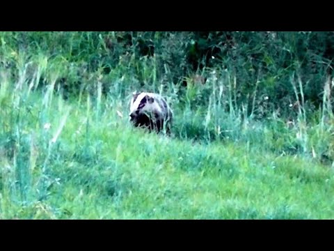 Badger Running Up Field - YouTube