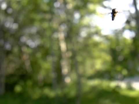 Insecto-helicóptero (sírfido) - YouTube
