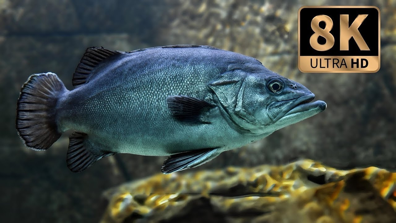 What Is a Larvae Fish? | Discover HD - YouTube