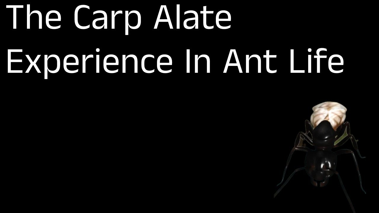 The Carp Alate Experience In Ant Life - YouTube