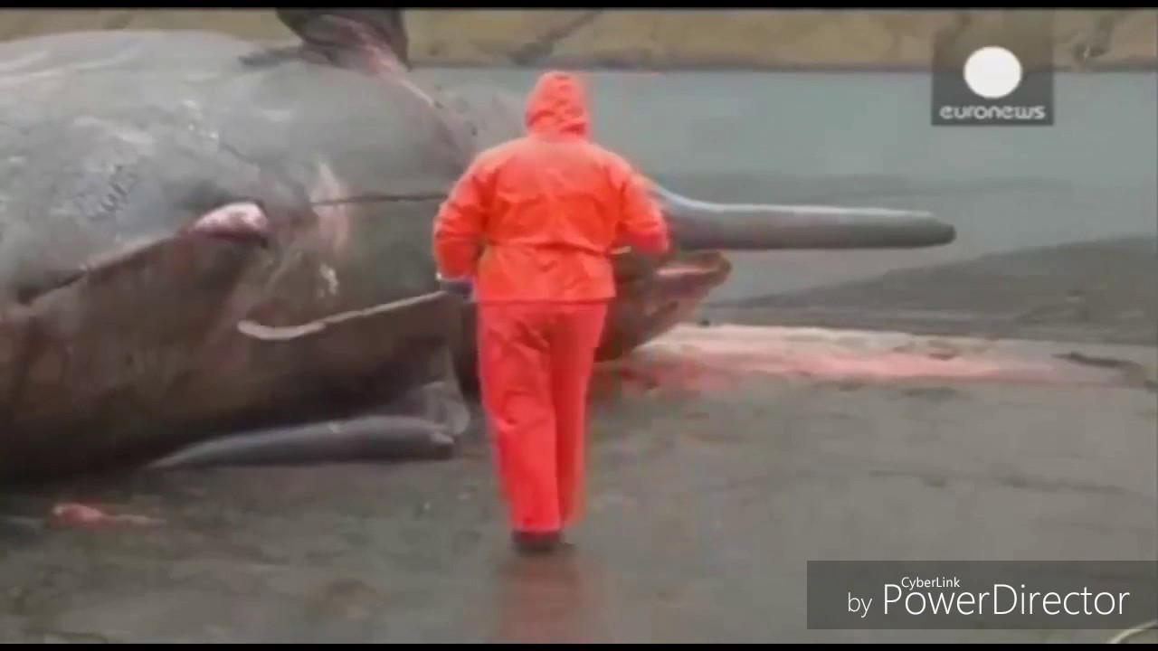 Ballenas explotan 😱 - YouTube