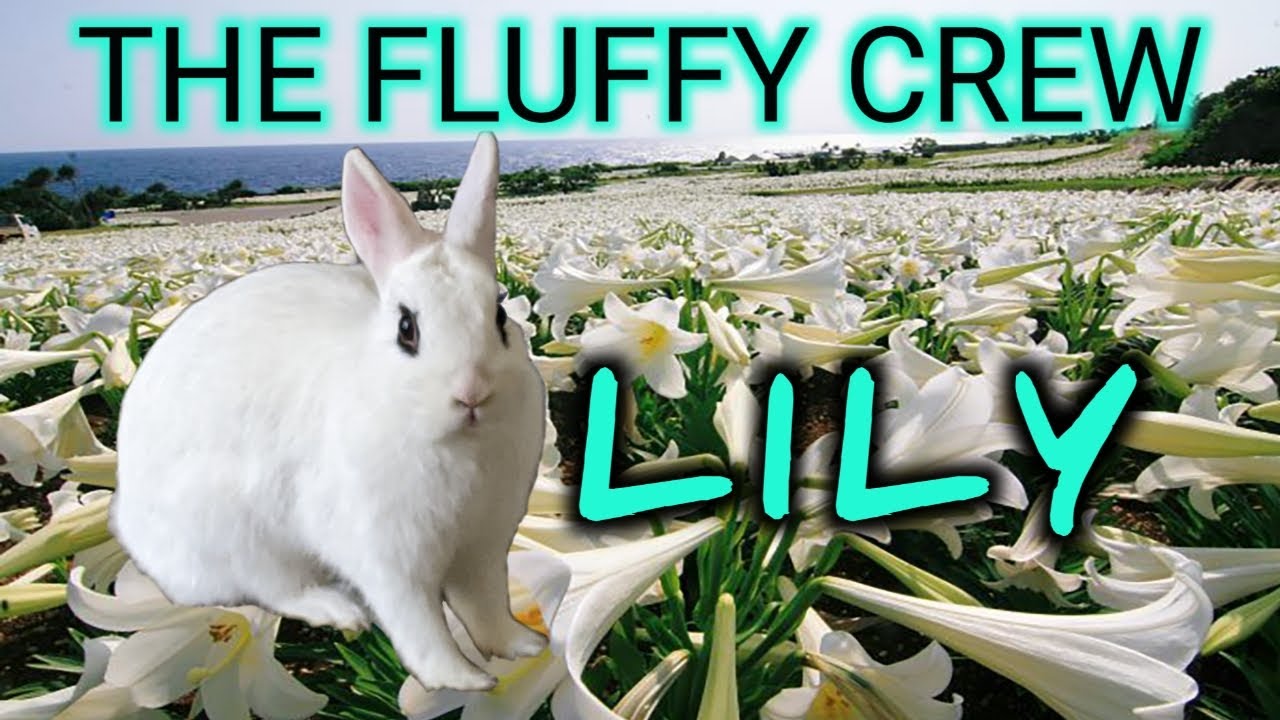 A NEW FAMILY MEMBER | LILY RABBIT | THE FLUFFY CREW - YouTube