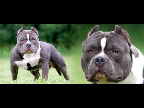 NOMES PARA CÃES DA RAÇA AMERICAN BULLY MACHO! - YouTube