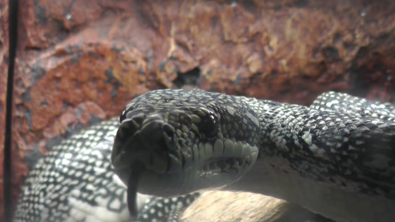 Snake Astro Eating a Rat - Diamond Python - YouTube