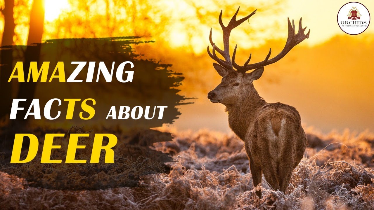 Amazing Facts of Deer | Life Of Deers | Wildlife Documentary ...