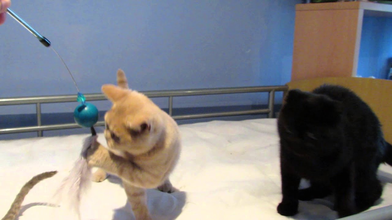Cornish Rex & scottish fold kittens - YouTube