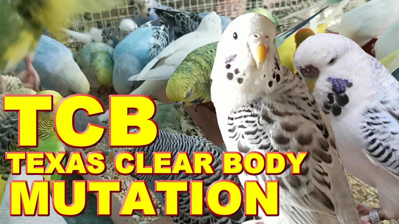 ano ang tinatawag na TCB MUTATION - YouTube