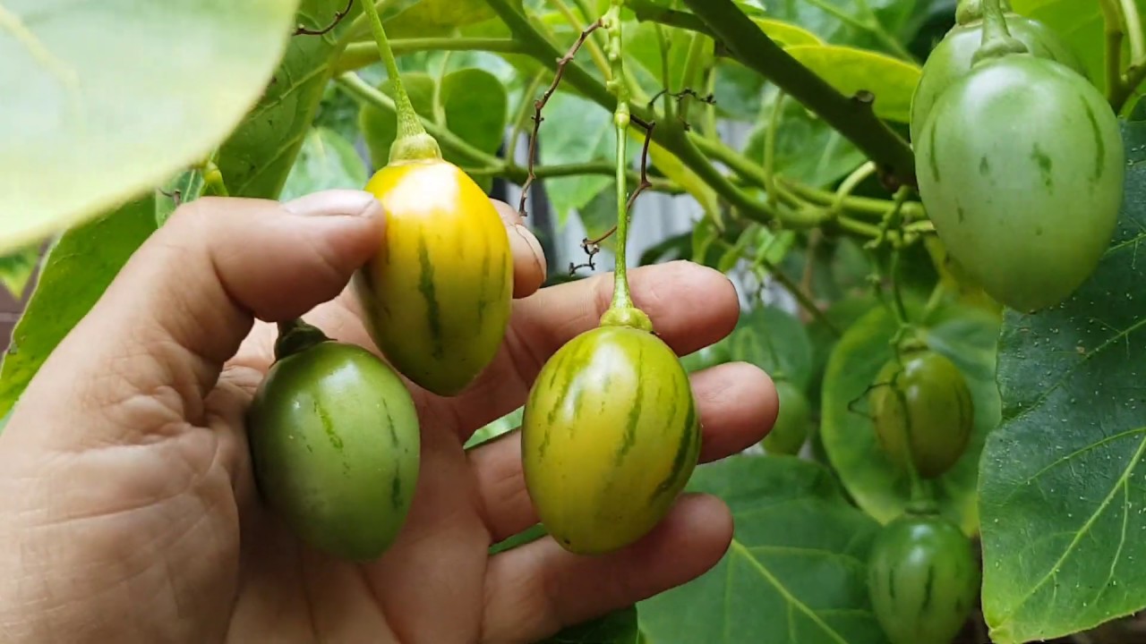 Fully Loaded Tamarillo Tree Or Tomato Tree - YouTube