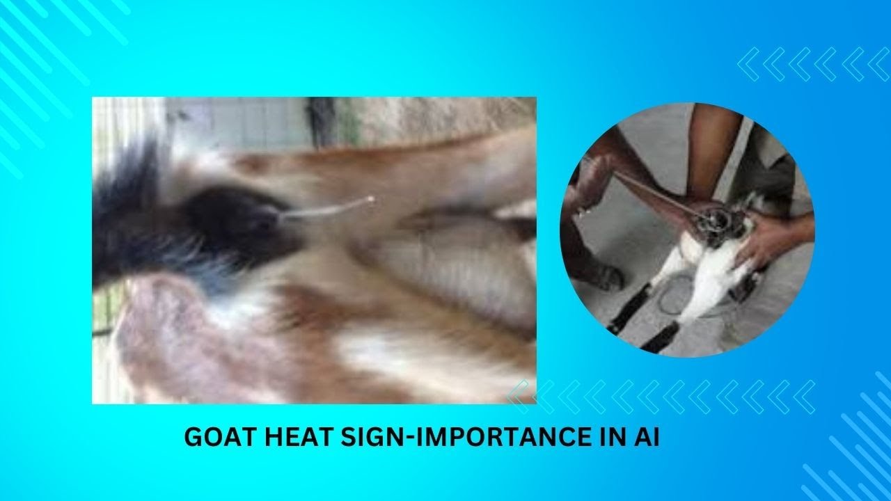 Goat Heat Symptoms | goat heat sign | Importance of goat heat symptoms ...