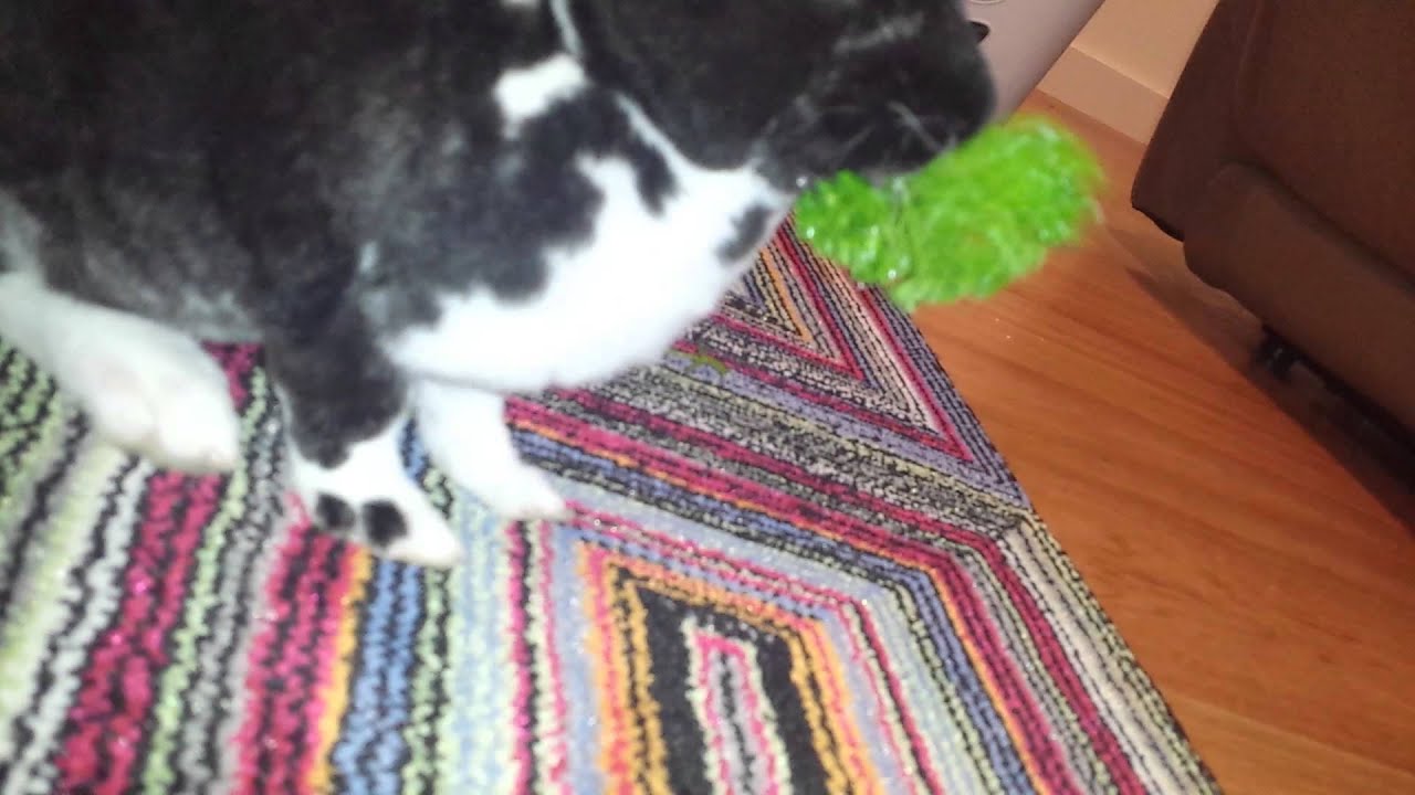 Rex Rabbit does a backflip for food! (Roger) - YouTube