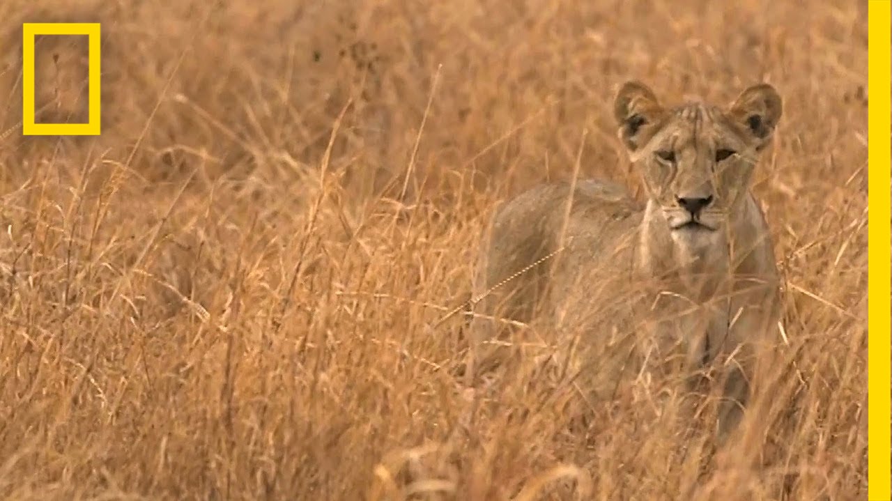 Onward: "Living Walls" Protect Lions, Livestock | National Geographic ...