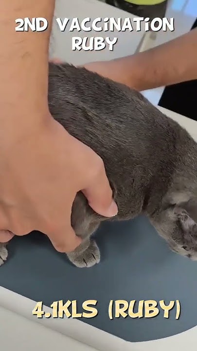 Ruby fear of injection 2nd vaccination #ytshorts - YouTube