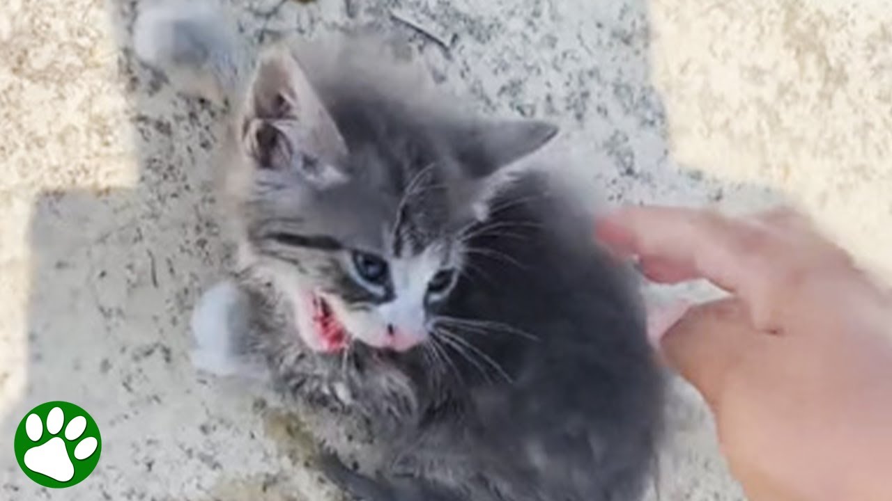 Terrified kitten spotted next to river - YouTube