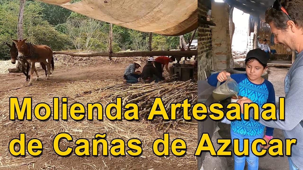 Visitamos una Molienda Artesanal de Cañas de Azucar para hacer ...