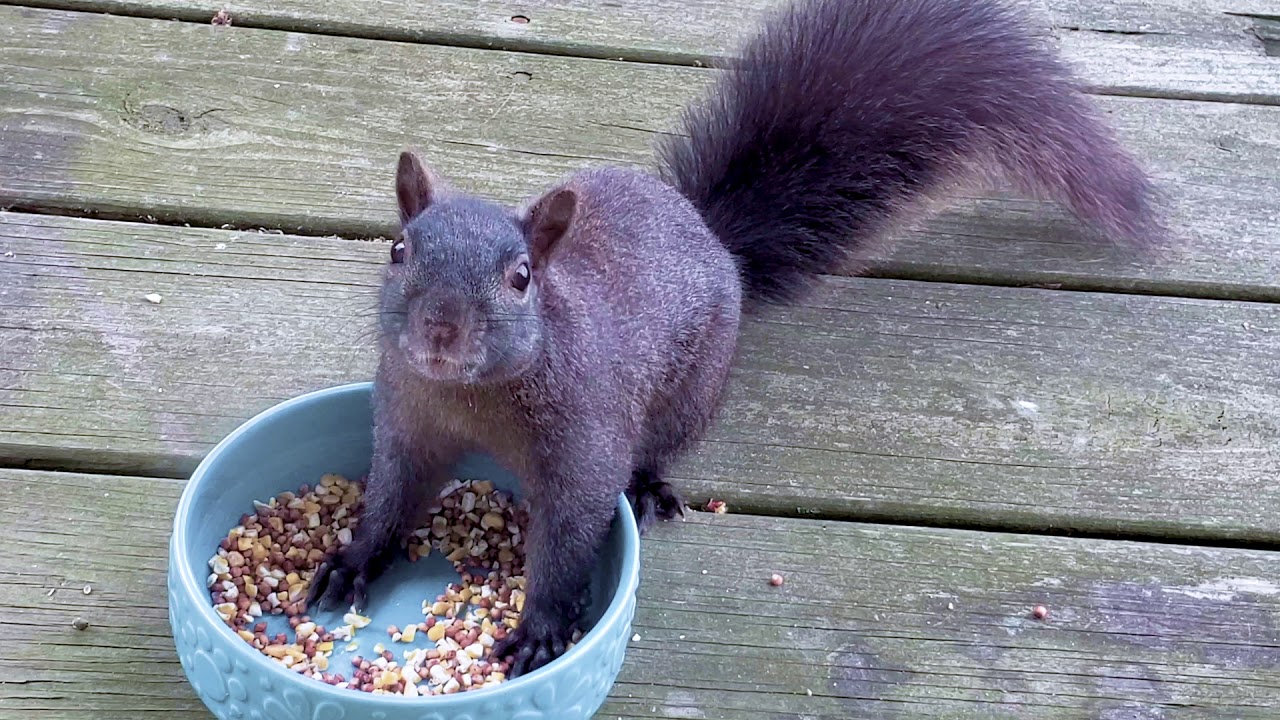 🐿 Mutant Black Squirrels - YouTube
