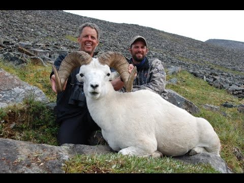 Outdoor Quest TV NWT Dall Sheep 2011 - YouTube