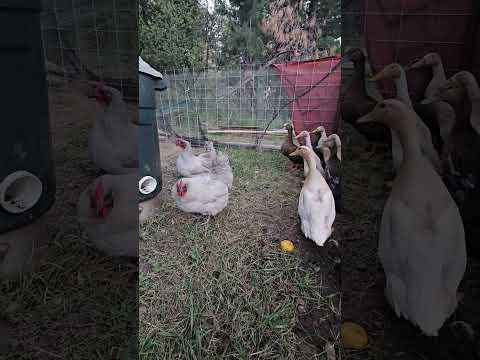 The Happy Quackers Meet the Chickens. - YouTube