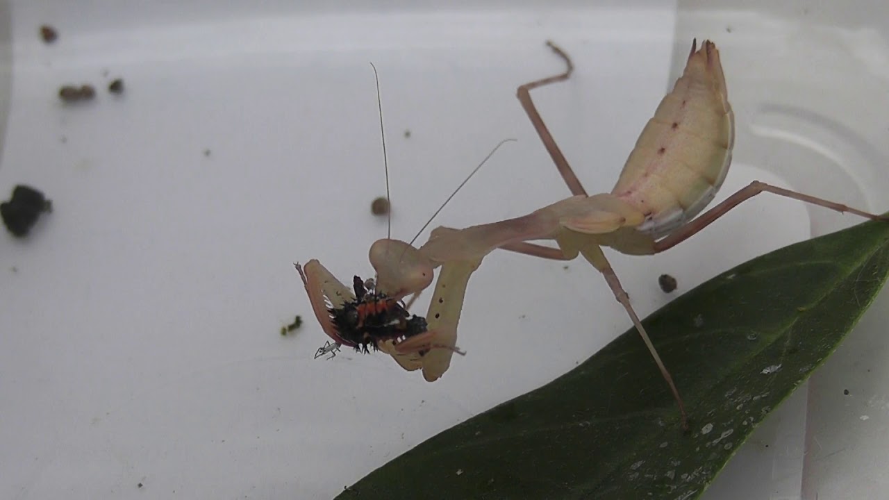 Preying Mantis eating an unknown beetle - YouTube