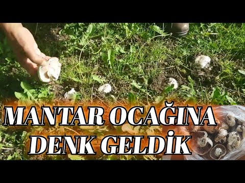 Şehir Merkezinde Mantar Ocağı Bulduk.Çayır Mantarı Topladık.