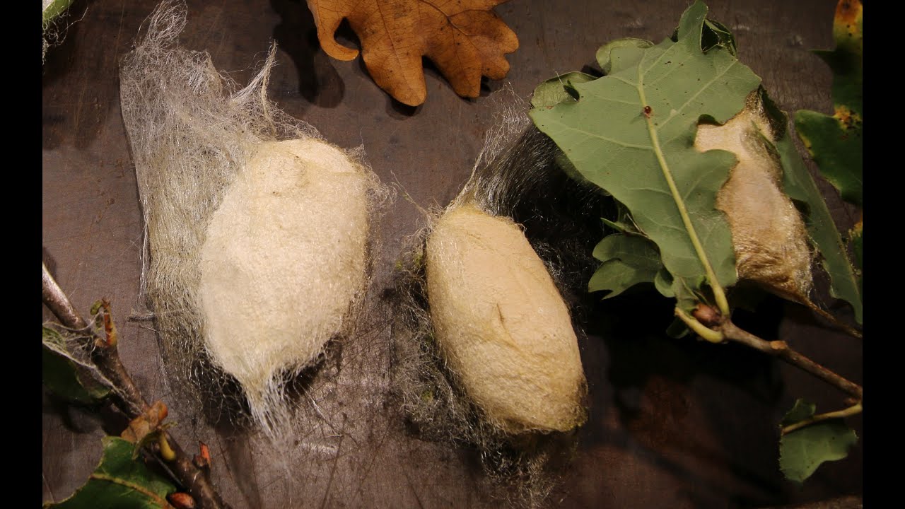 Antheraea perny - The Tussah silk cocoons are finished - YouTube