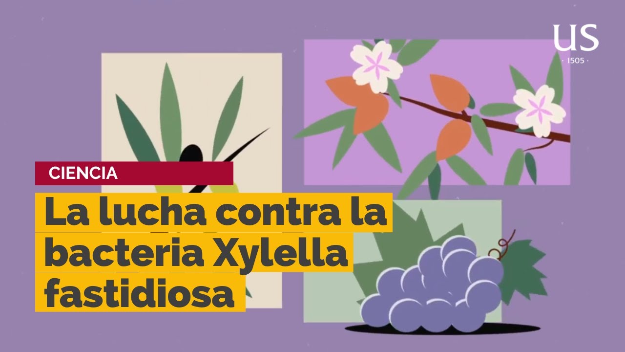 Cómo evitar que la bacteria Xylella fastidiosa afecte a cultivos como el almendro, el olivo o la ...