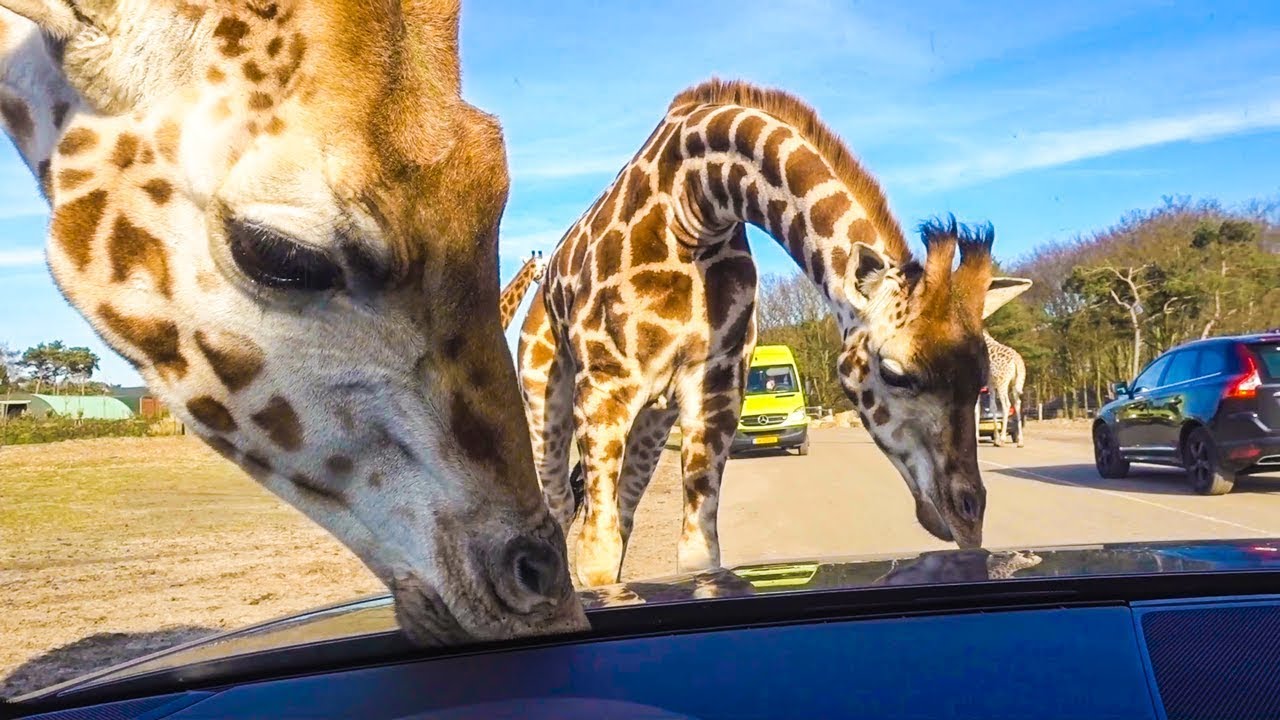 OMCIRKELD DOOR GIRAFFE!! #1656 - YouTube