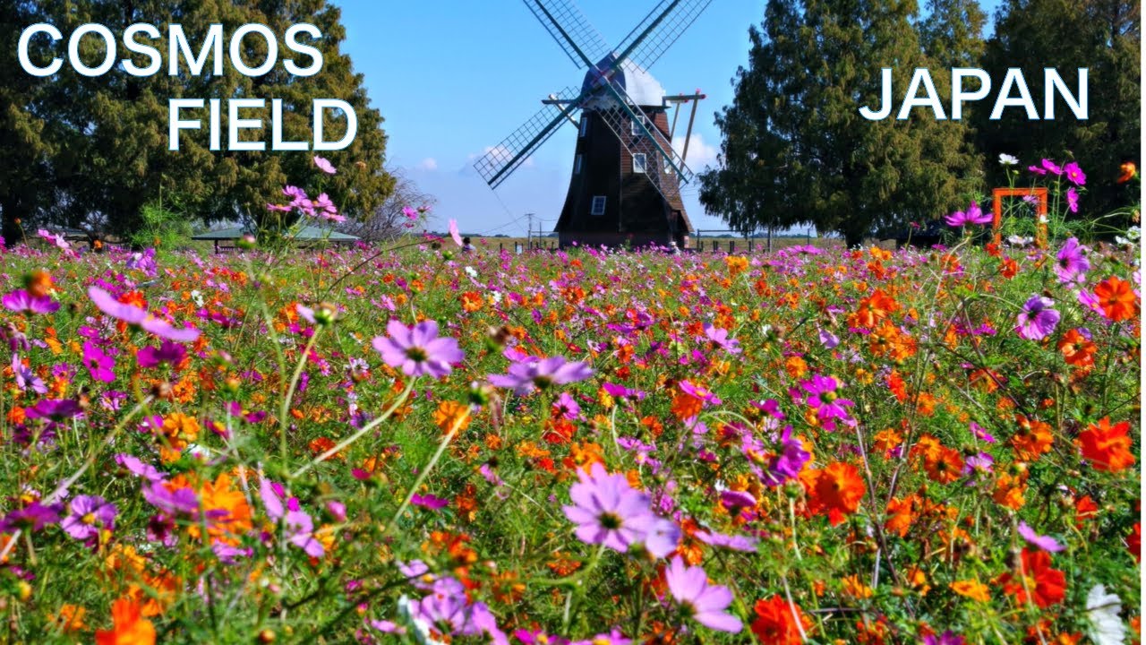 【Cosmos: JAPAN Flower landscape】Walking in Cosmos field Spectacular ...